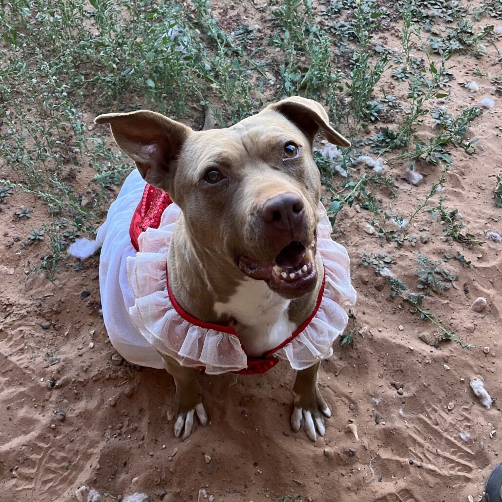 Hello my name is Queen Bee | Dogs | KSL Classifieds