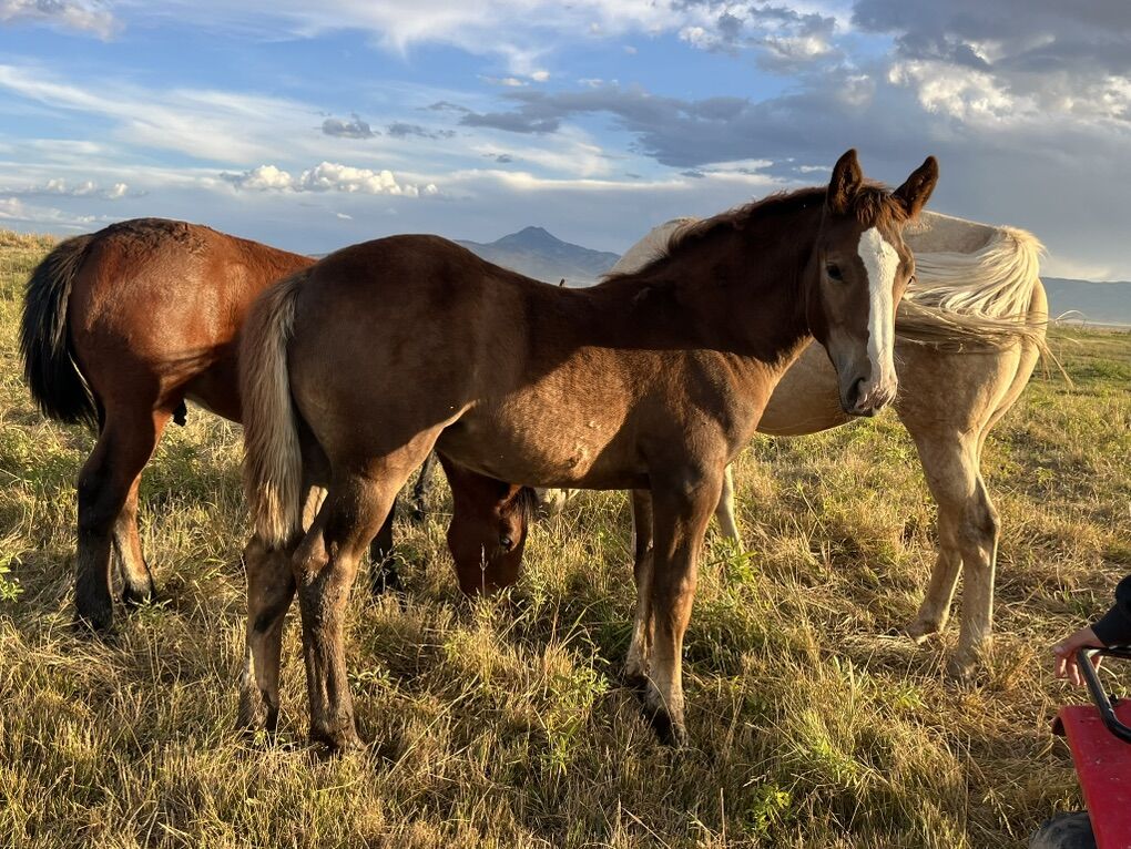 Half Draft Brbant Hancock | Horses | KSL Classifieds