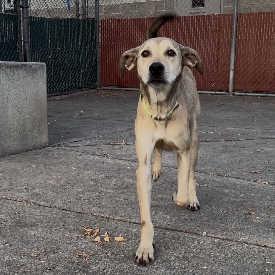 Hello my name is Roscoe | Dogs | KSL Classifieds