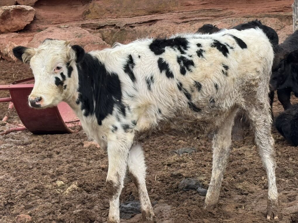 Heifer Yearling | Cattle | KSL Classifieds