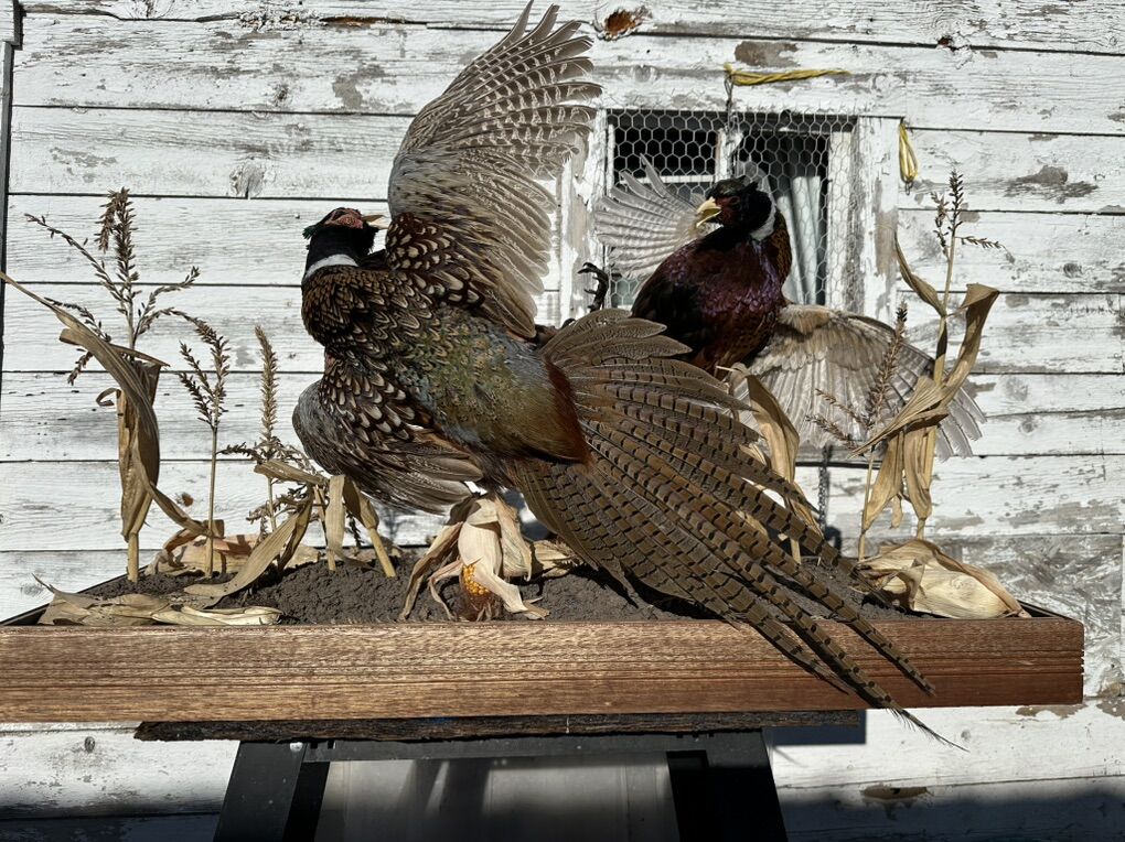 Ring Neck Rooster Pair Mount | Skins and Taxidermy Mounts | KSL Classifieds