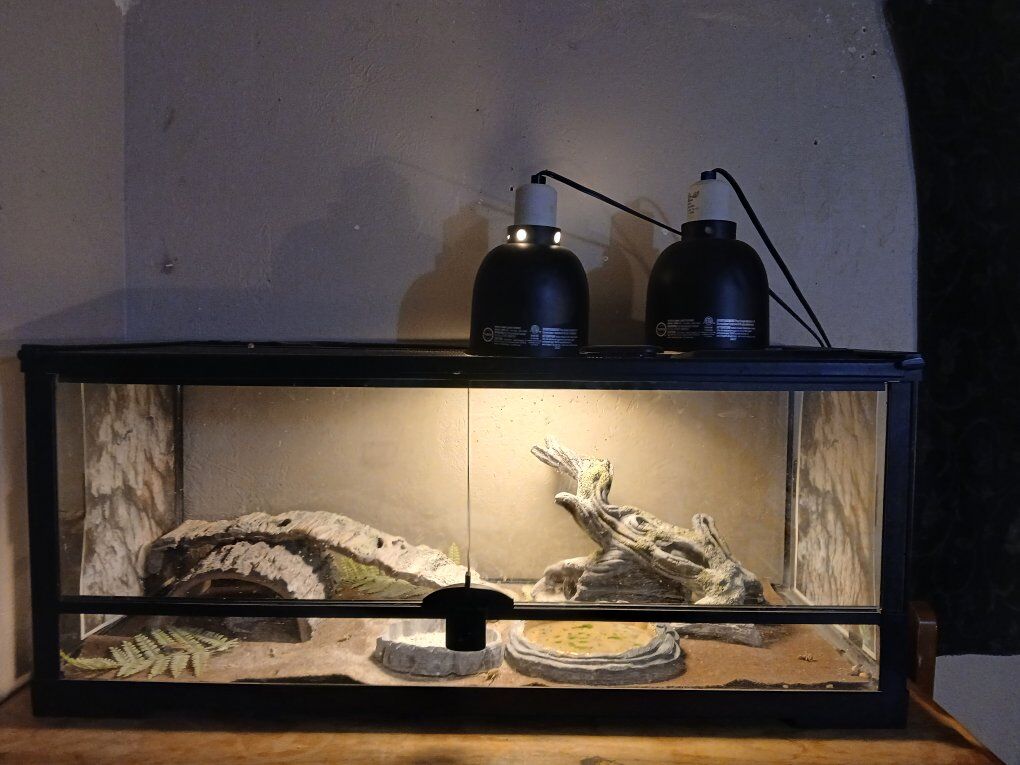 Leopard Gecko | Other Pets | KSL Classifieds