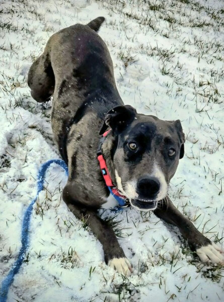 Winnie catahoula leopard dog mix looking for a home | Dogs | KSL ...