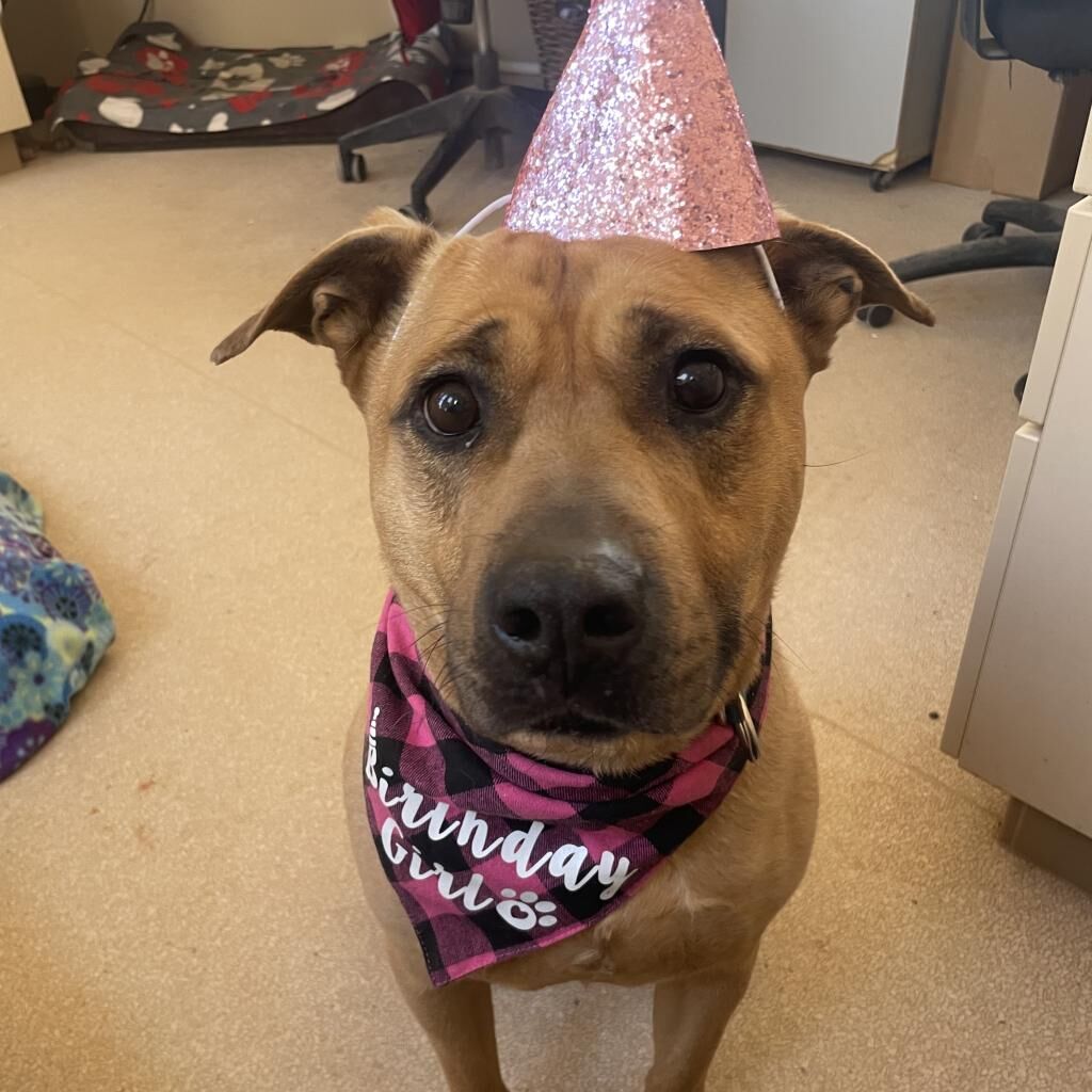 Hello my name is Luz | Dogs | KSL Classifieds