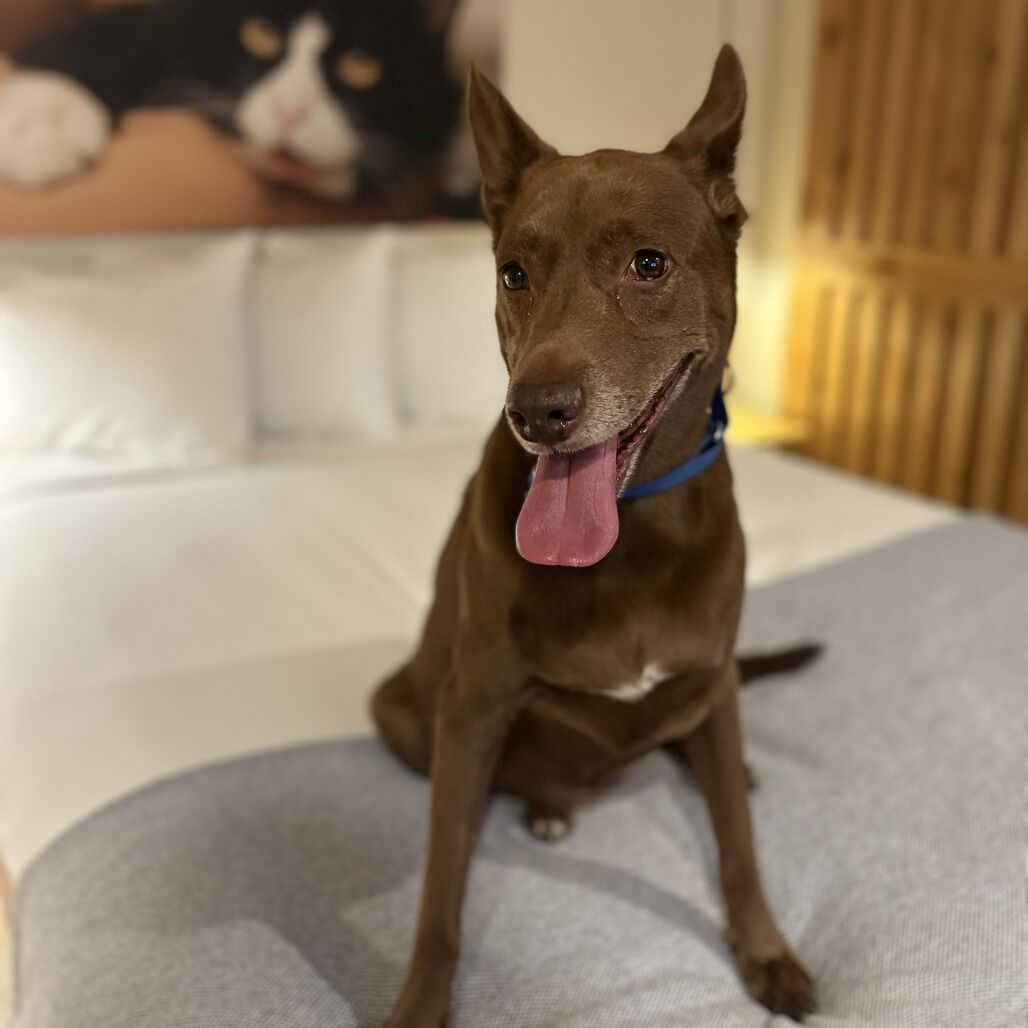 Hello my name is Chai | Dogs | KSL Classifieds