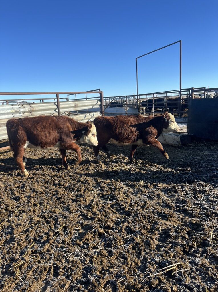 2 Registered Hereford Repalcemnt Heifers | Cattle | KSL Classifieds