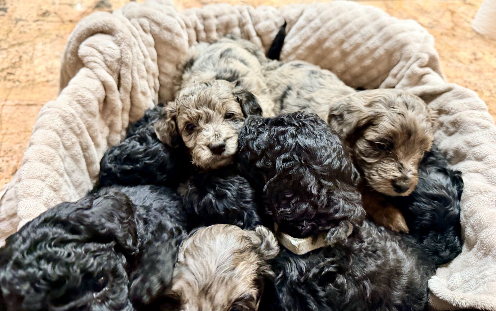 Mini Aussie Doodle Puppies | Dogs | KSL Classifieds