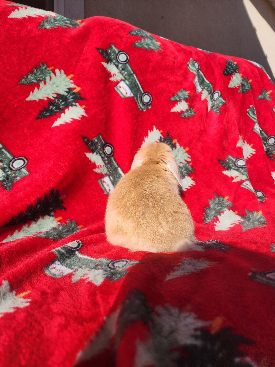 Purebred VM Fawn Doe Holland Lop | Rabbits | KSL Classifieds