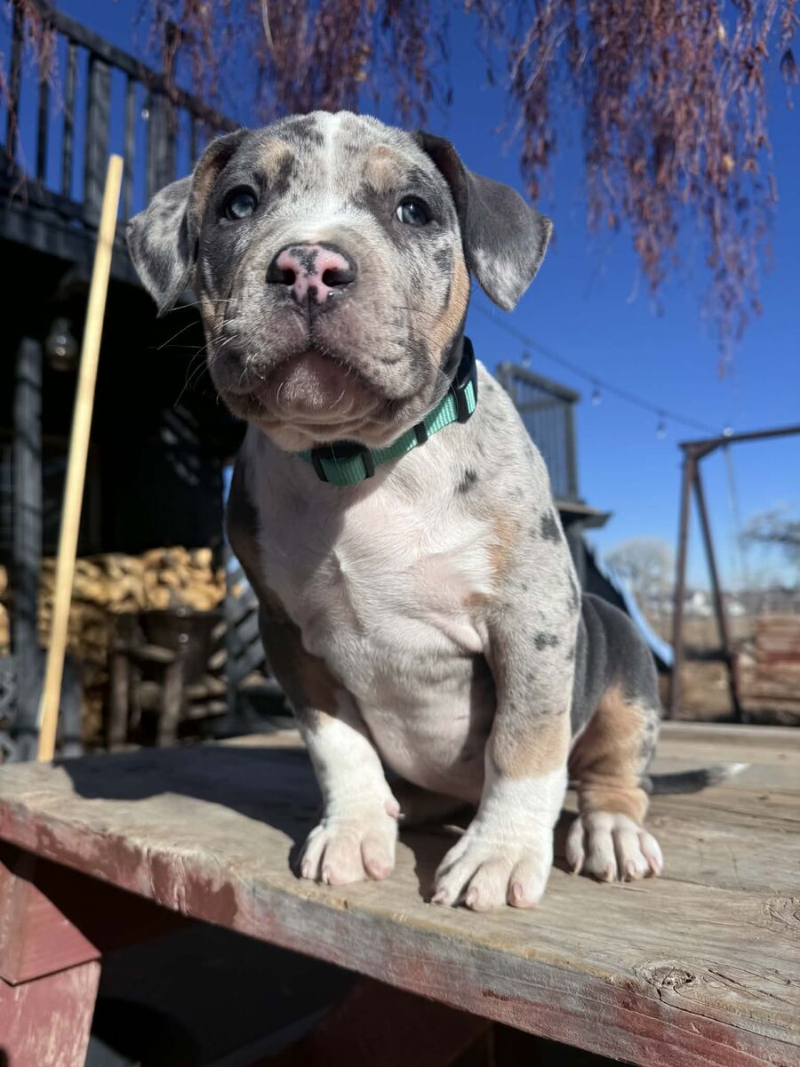 ABKC American Bully | Dogs | KSL Classifieds