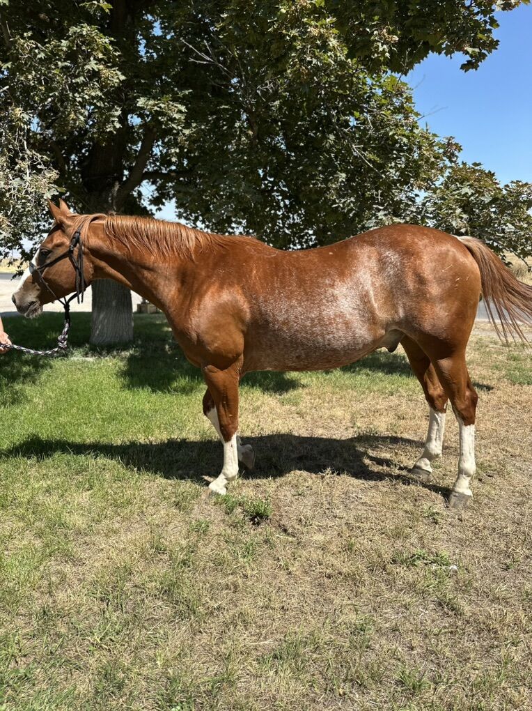 Flashy Rabicano Sorrel AQHA Gelding - 4 Years Old | Horses | KSL ...