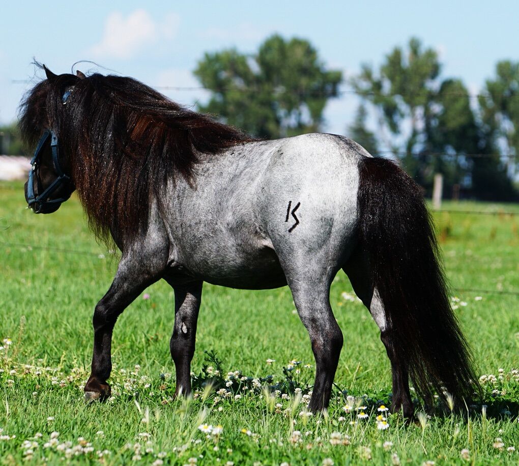 Standing At Stud | Horses | KSL Classifieds