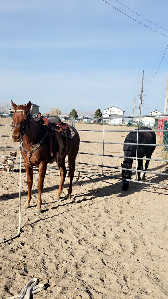 red roan project filly | Horses | KSL Classifieds