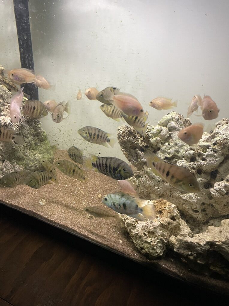 Convict Cichlids | Fish | KSL Classifieds