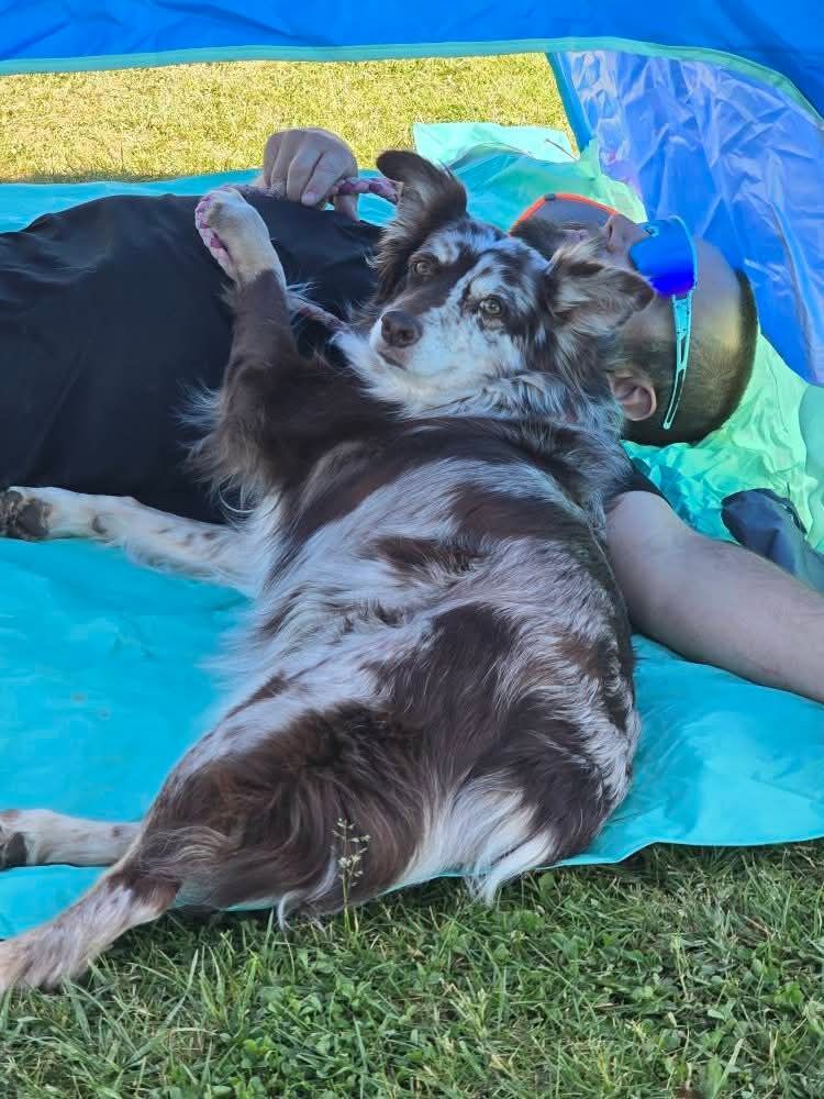 Double Registered Australian Shepherd Puppies. Winning Bloodlines ...