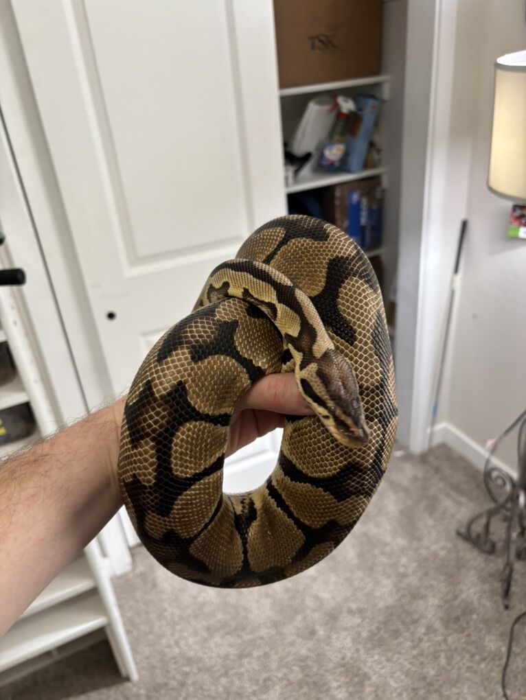 Vanilla Pastel Ball Python | Reptiles | KSL Classifieds