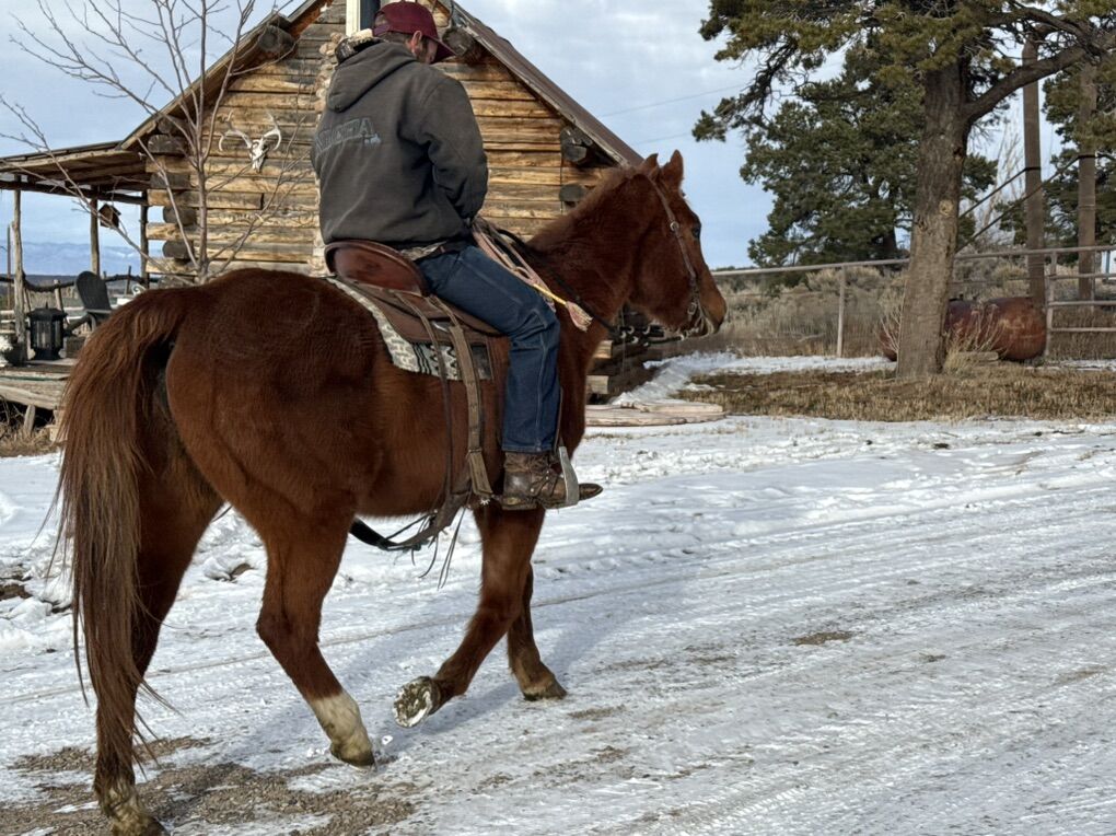 Very Sweet Beginner Gelding! | Horses | KSL Classifieds