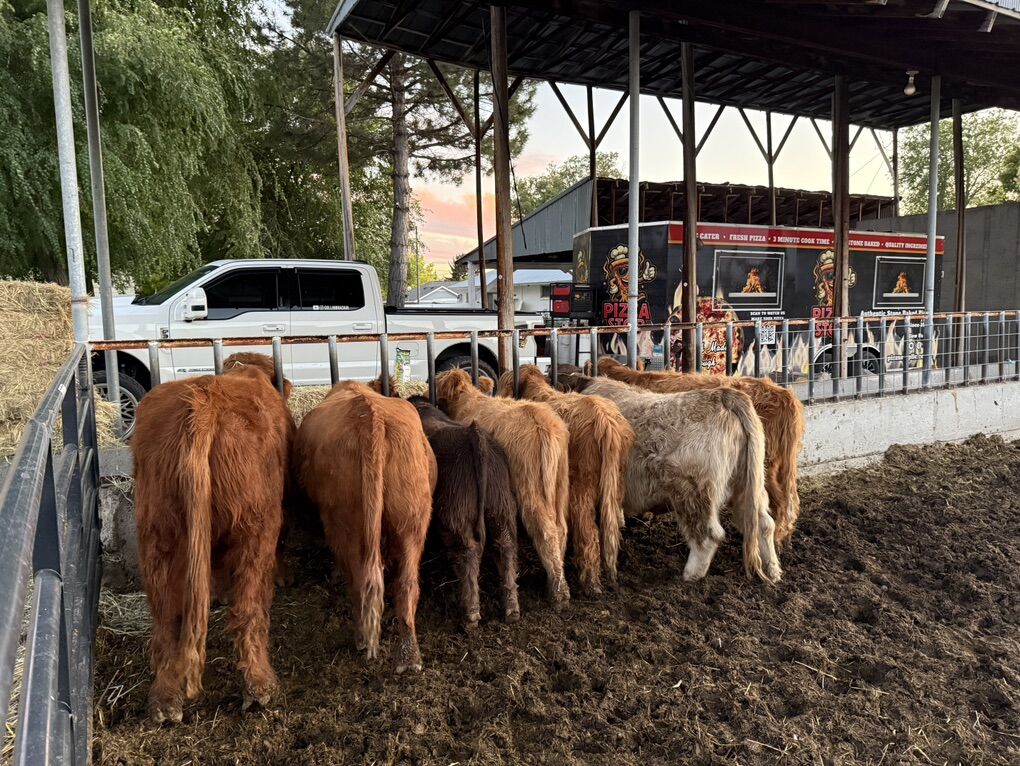 4 Year Old Highland Mini Cow Heifer Exposed | Cattle | KSL Classifieds