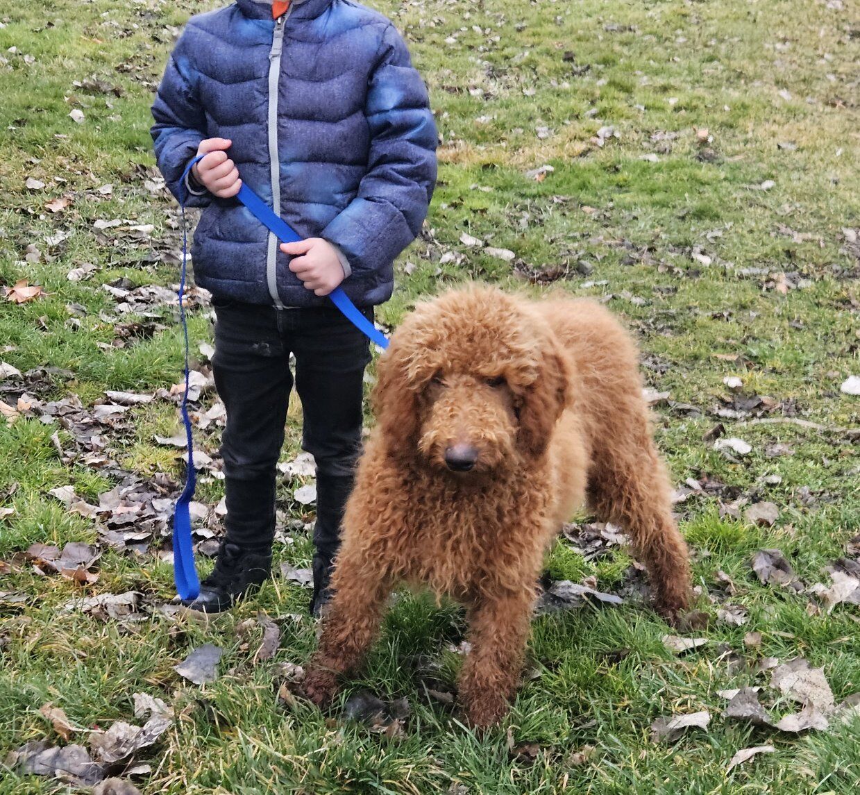 Gorgeous Red Boy Labradoodle | Dogs | KSL Classifieds