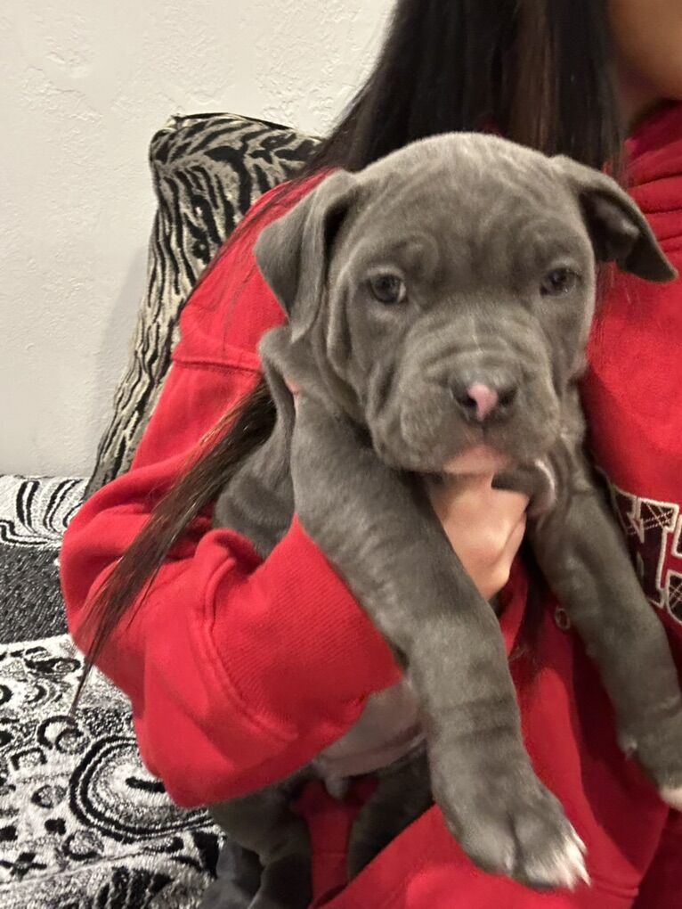 Pit Bull | Dogs | KSL Classifieds