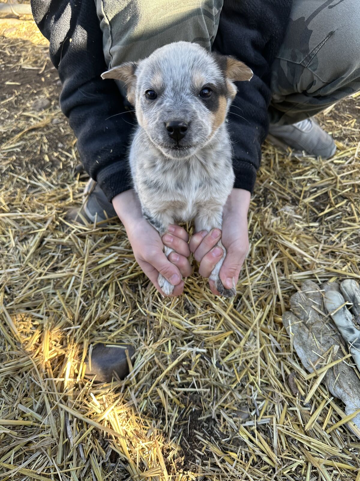 Puppies Blue Heeler/ Border Collie | Dogs | KSL Classifieds