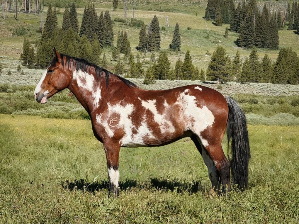 17.2hh Draft Cross Gelding Rides And … | Livestock | ksl.com