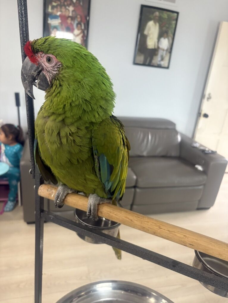Military Macaw | Birds | KSL Classifieds