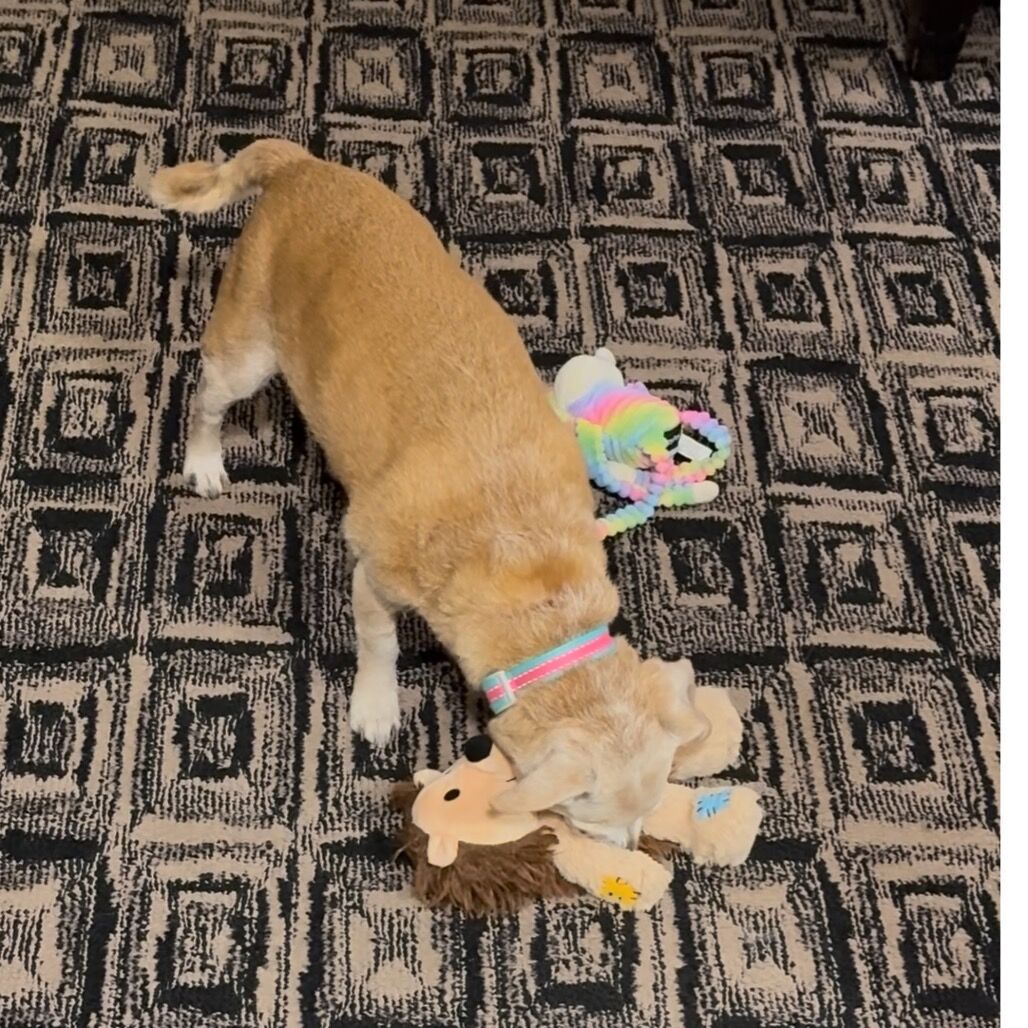 Hello my name is Nuggie | Dogs | KSL Classifieds