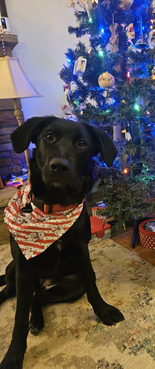 Trained Puppy for Sale: Maribel | Dogs | KSL Classifieds