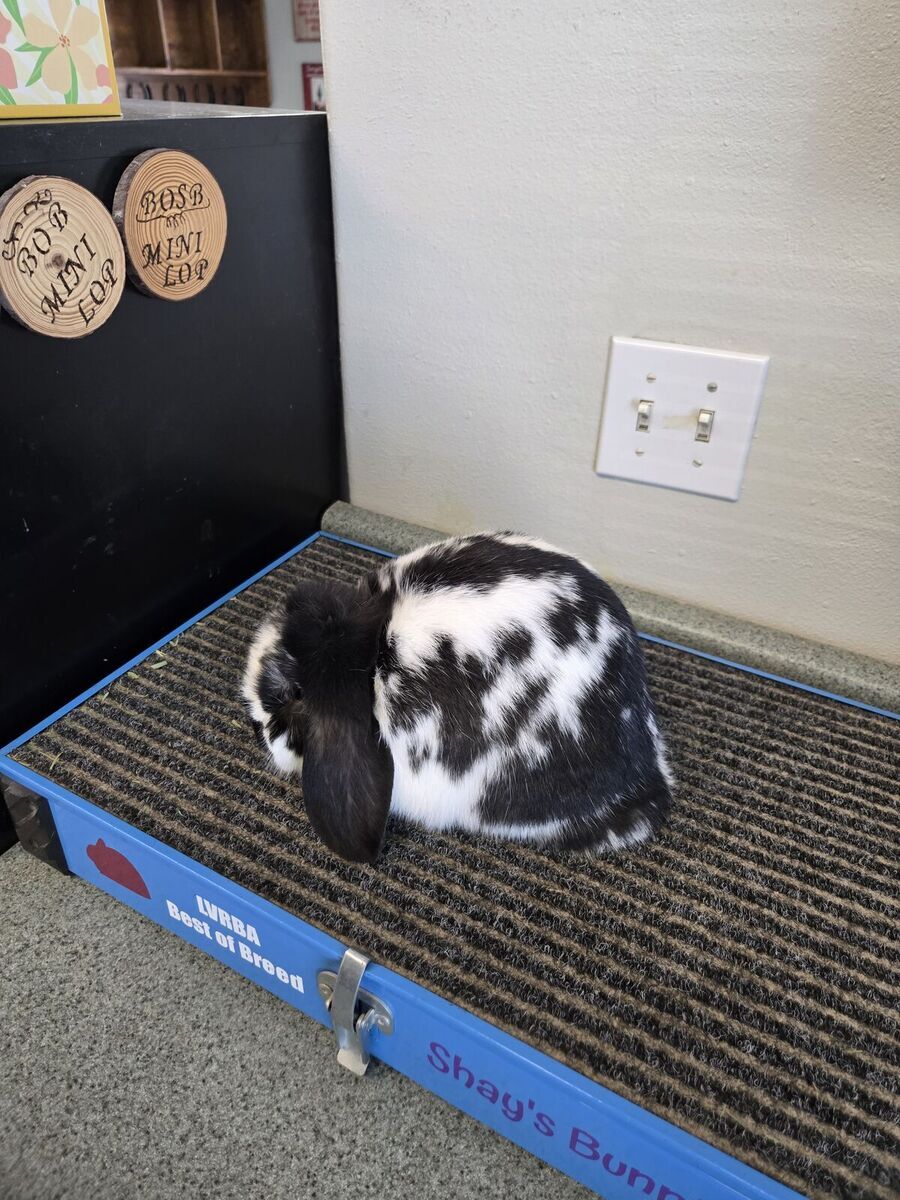 Friendly mini lop boy | Rabbits | KSL Classifieds
