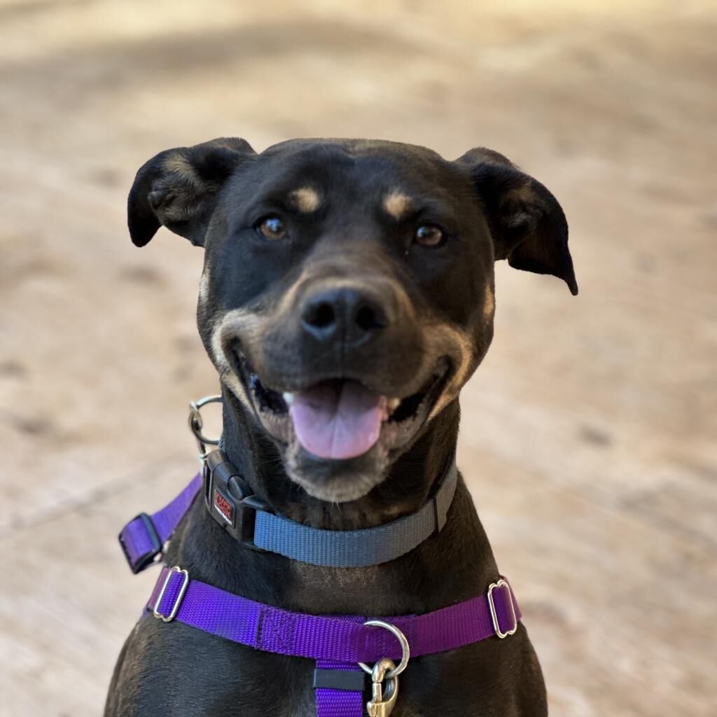 Hello my name is Virginia | Dogs | KSL Classifieds