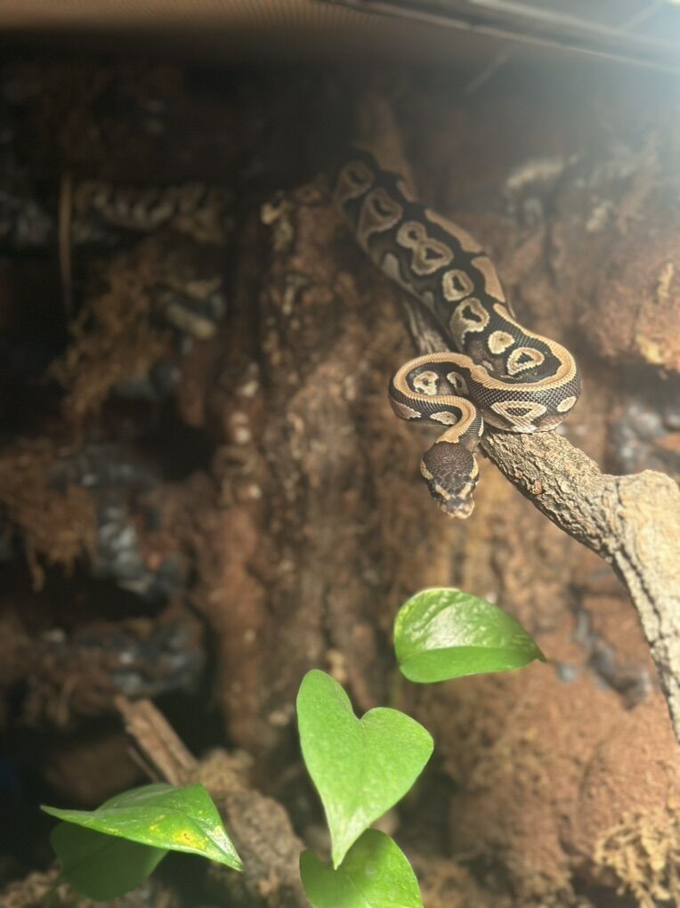 Ball Python | Reptiles | KSL Classifieds