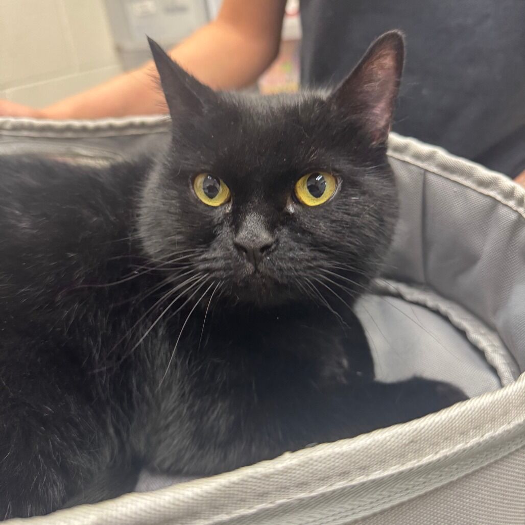 Hello my name is Lucy | Cats | KSL Classifieds