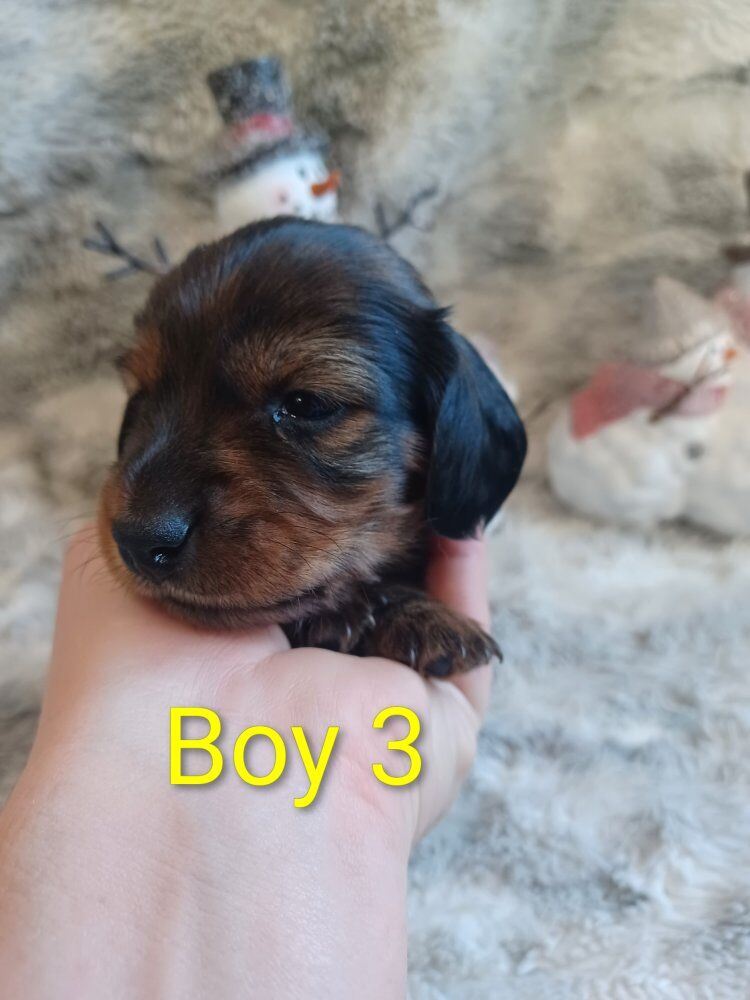 AKC Miniature Dachshund Puppies 2 Left | Dogs | KSL Classifieds