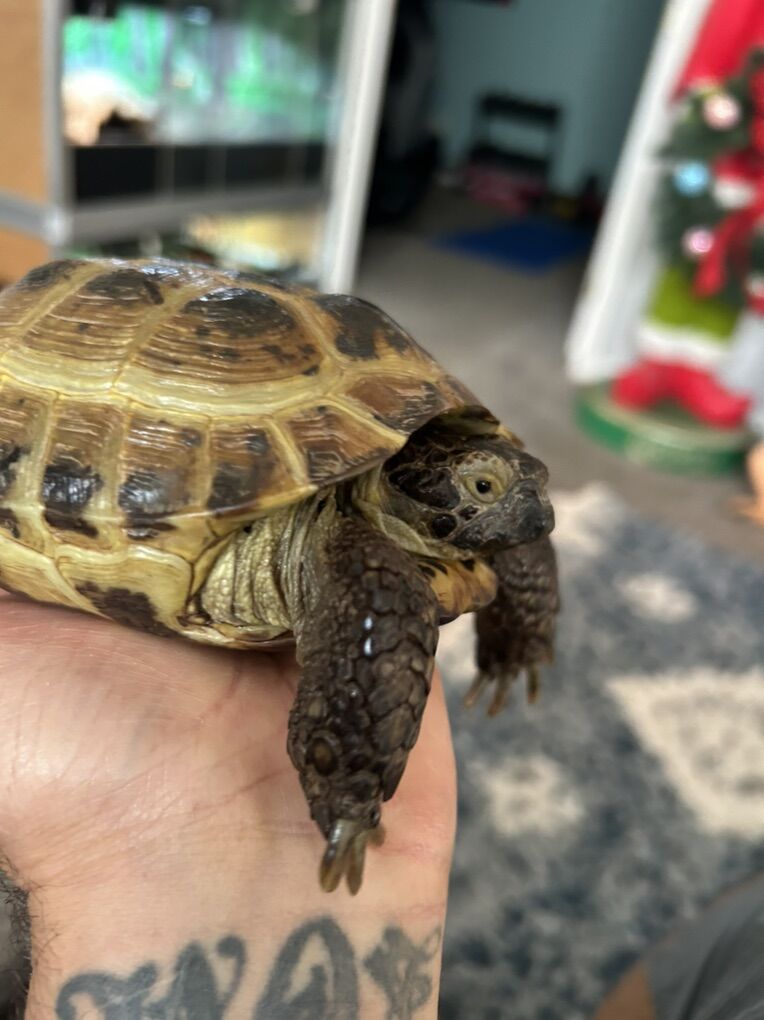 Russian Tortoise | Reptiles | KSL Classifieds