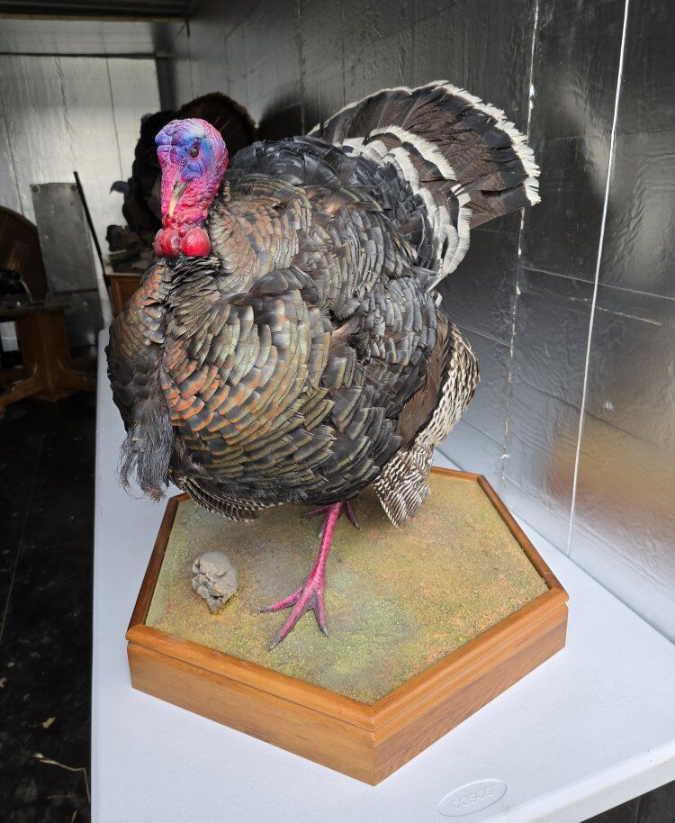 Miriam's Turkey Mount | Skins and Taxidermy Mounts | KSL Classifieds
