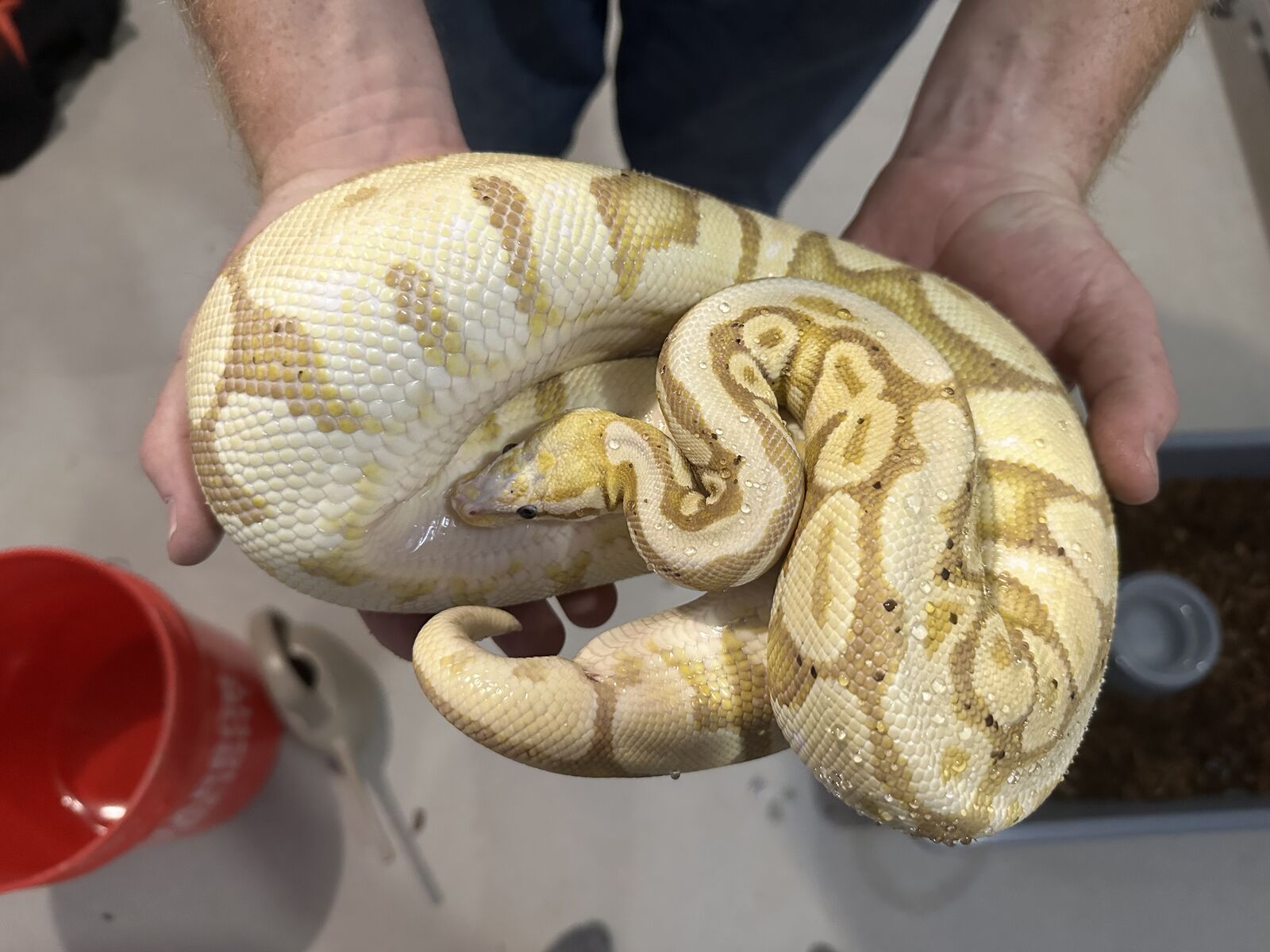 Female, Banana, Coral Glow, Pastel, Scaleless Head, Ball Python.a ...