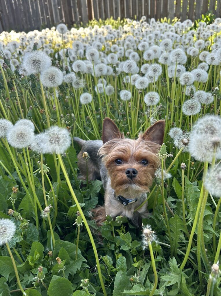 Stud | Dogs, Studs/Breeding | KSL Classifieds