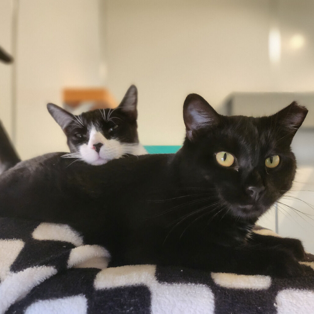 Hello my name is Pepper | Cats | KSL Classifieds