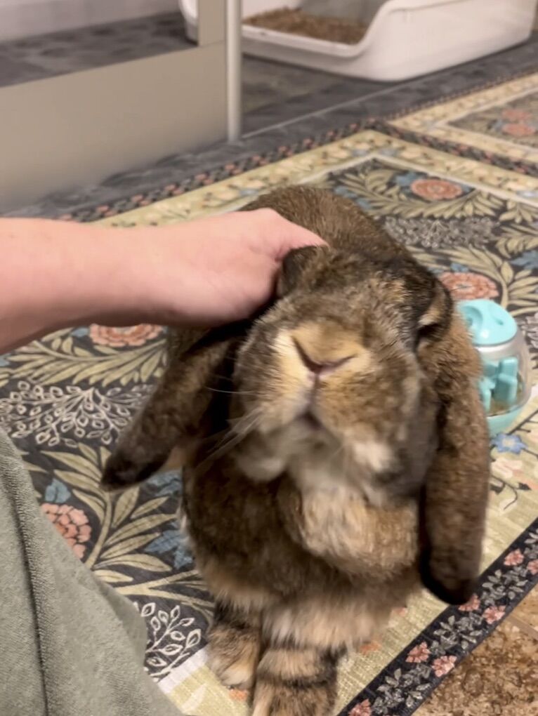 Super Sweet Lop | Rabbits | KSL Classifieds