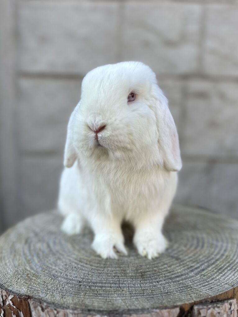 Holland Lop Male Red Eyes | Rabbits | KSL Classifieds