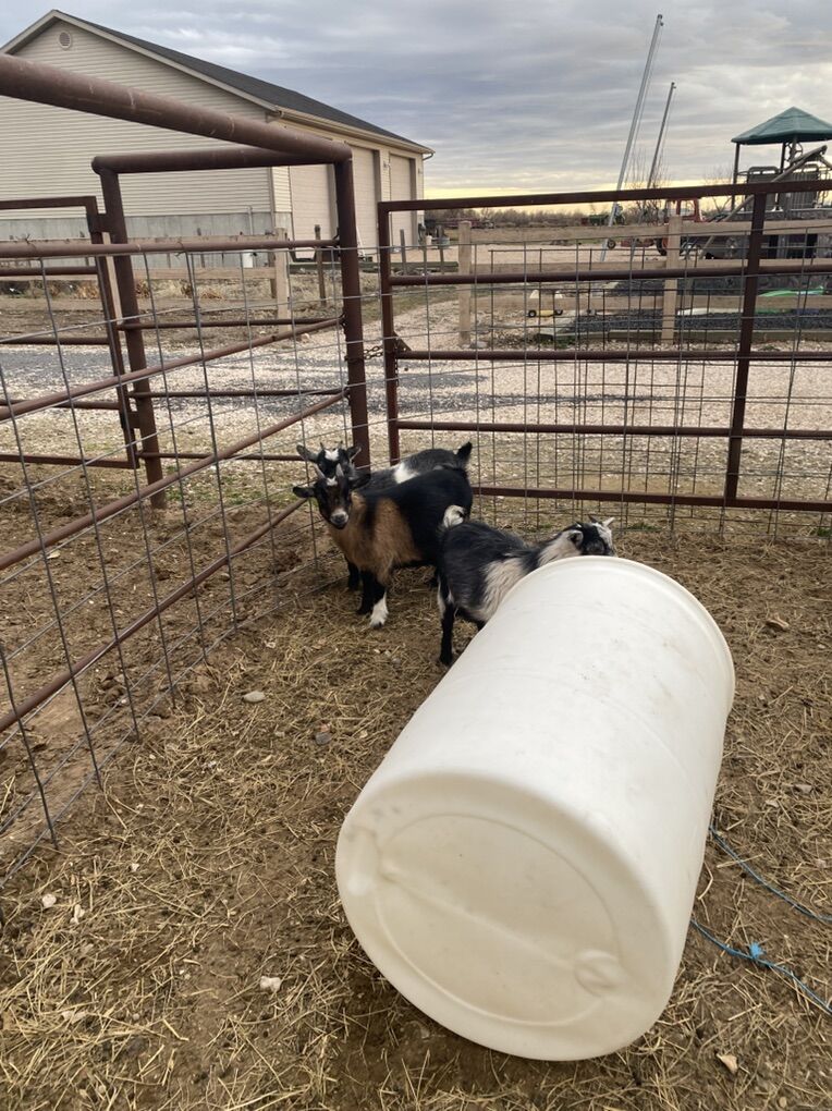 Pygmy Dwarf Goats | Goats | KSL Classifieds