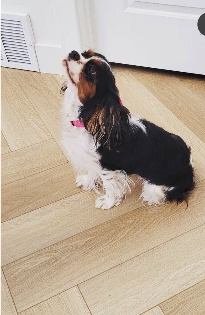 King Charles Cavalier | Dogs | KSL Classifieds