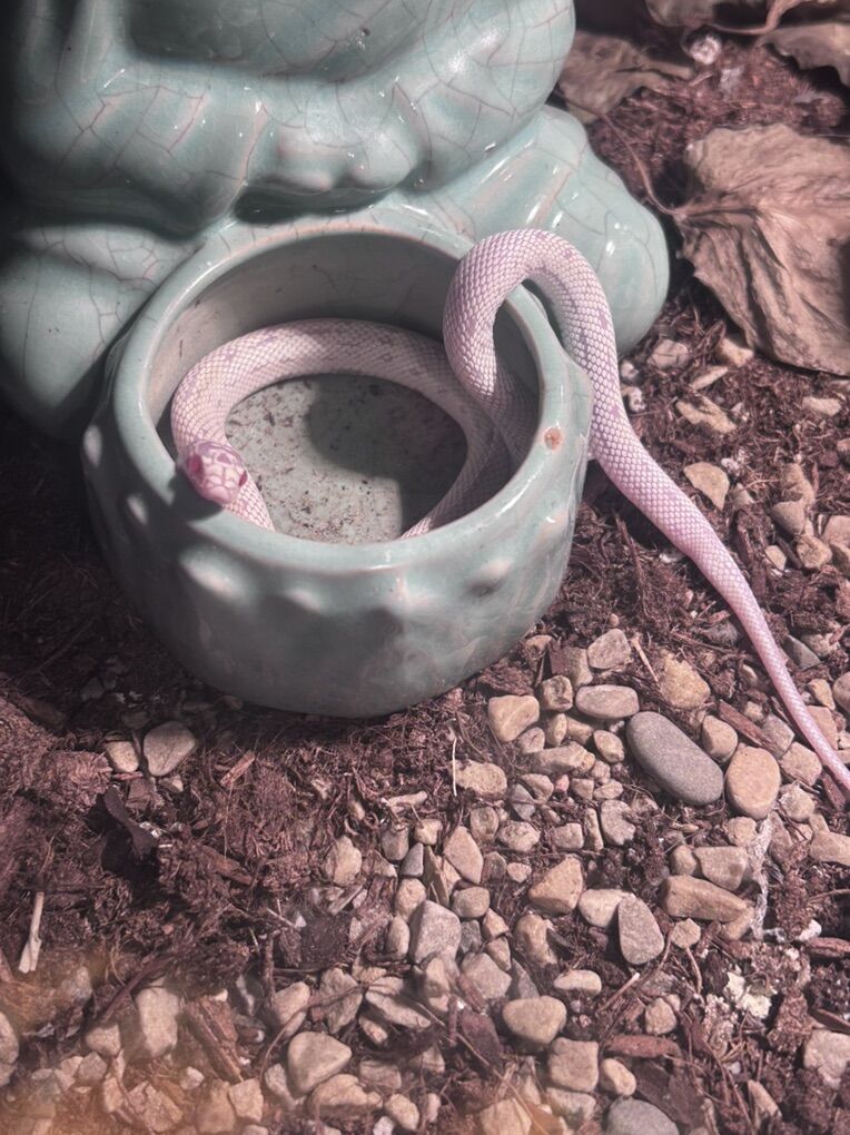 Albino King snake Sale Or Trade | Reptiles | KSL Classifieds