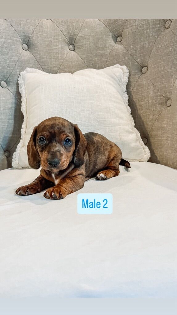 Miniature Dachshund Puppies | Dogs | KSL Classifieds