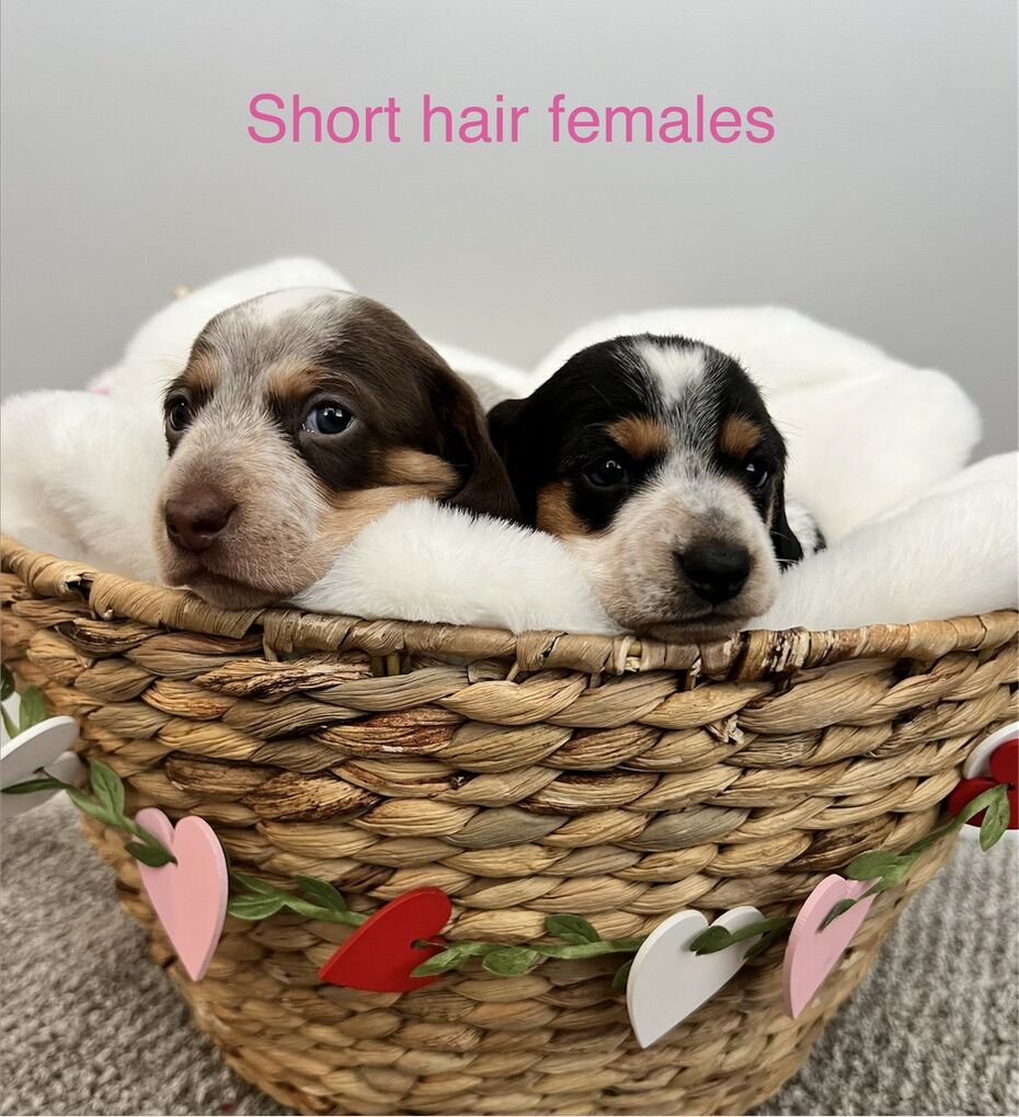 Dachshund Puppies | Dogs | KSL Classifieds
