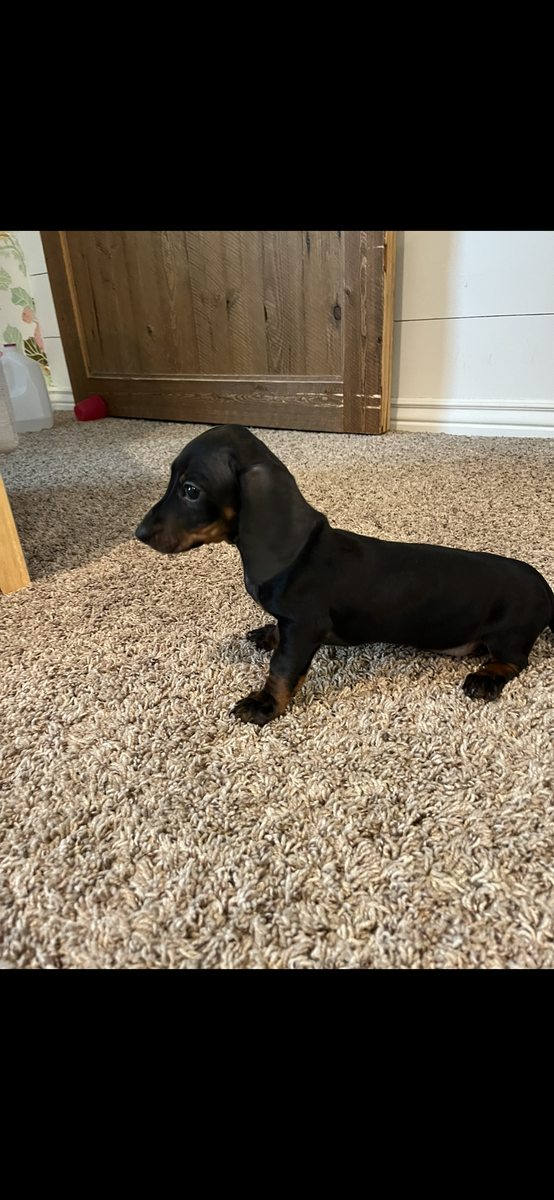 Miniature dachshunds | Dogs | KSL Classifieds
