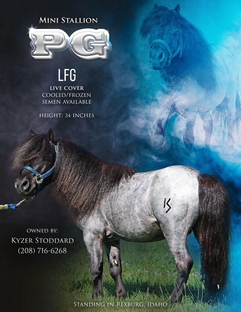 Standing At Stud | Horses | KSL Classifieds