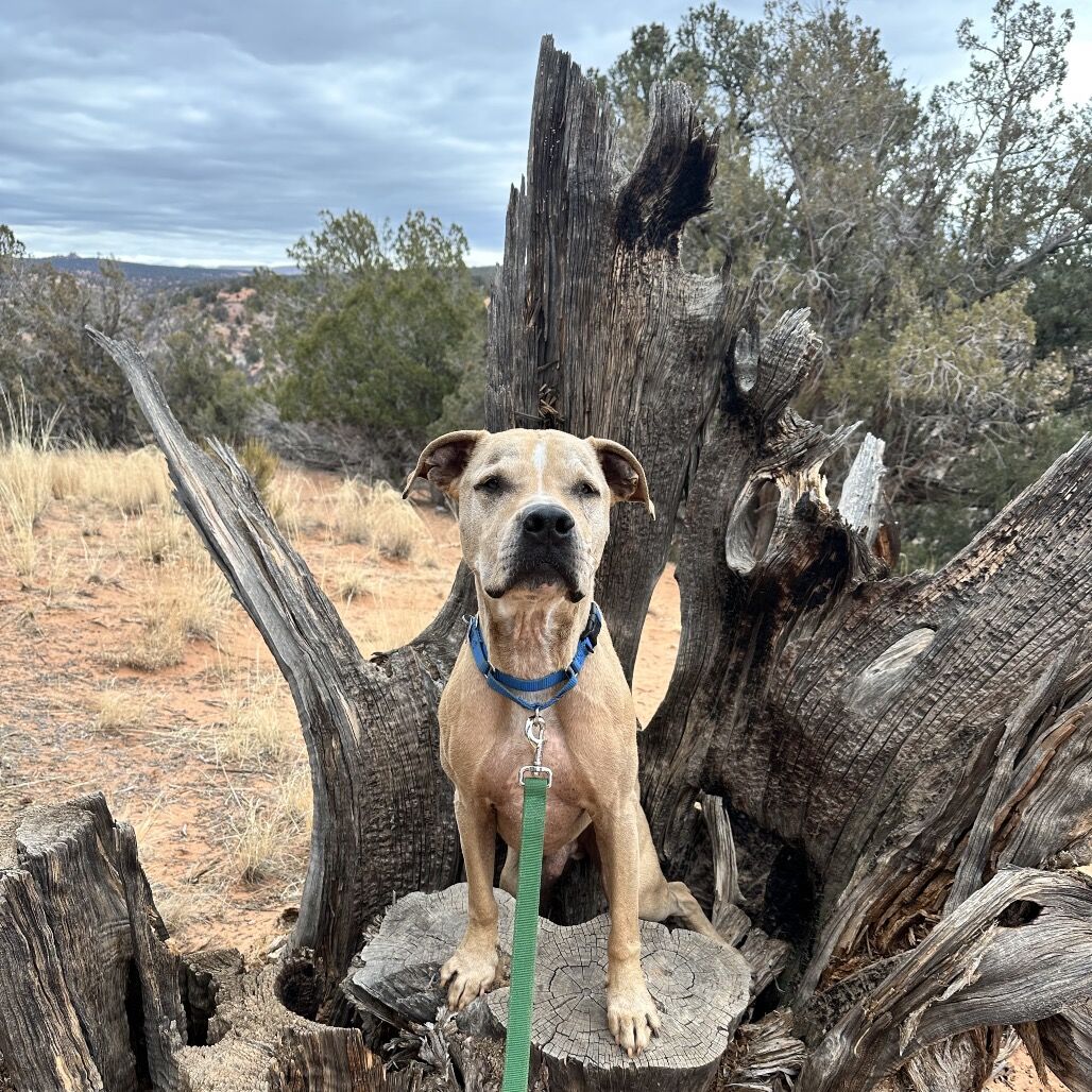 Hello my name is Charizard | Dogs | KSL Classifieds