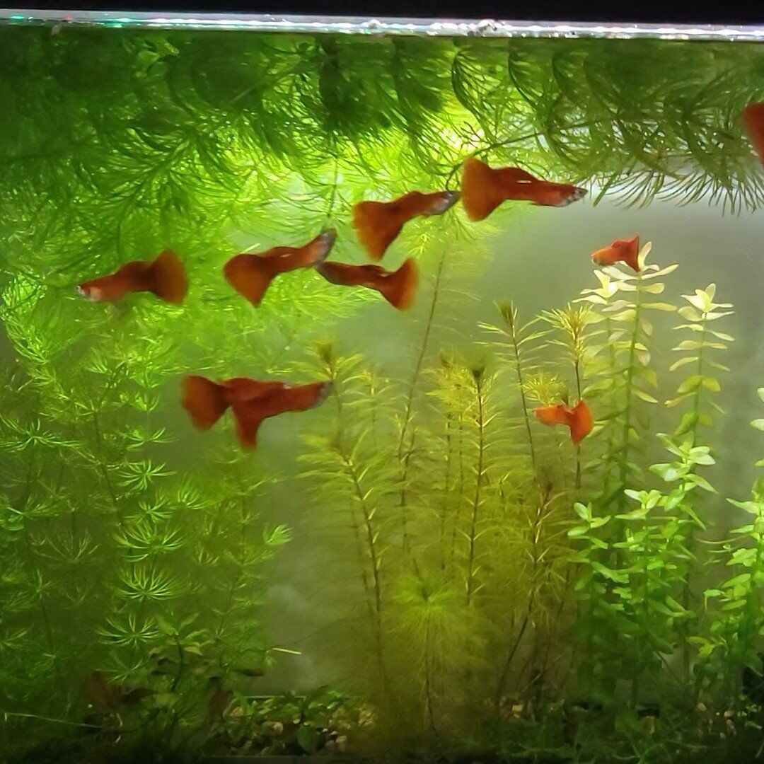 Red Delta Fancy Guppies | Fish | KSL Classifieds
