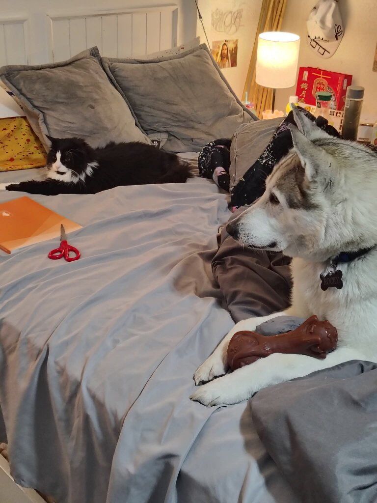 Sweetest Boy Ever | Dogs | KSL Classifieds